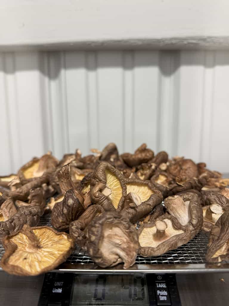 Dried Log Grown Shiitake - 4oz - Buy Online | Foraged