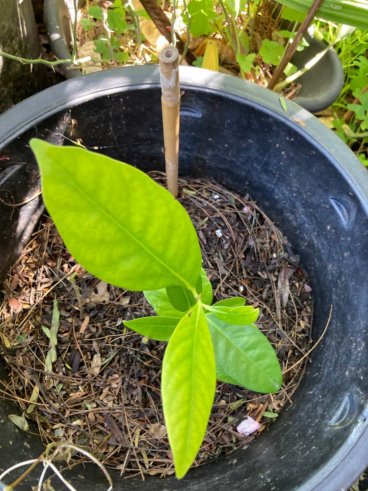 Diospyros nigra, Black sapote seedling (chocolate pudding fruit) Zapote ...
