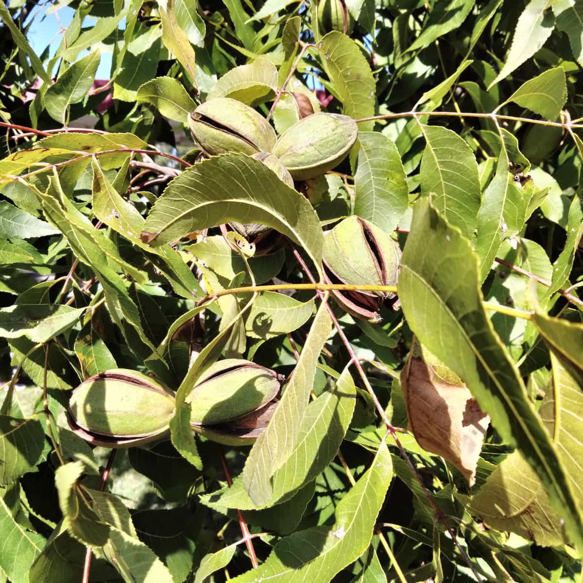 North Carolina Pecans - Buy Online | Foraged