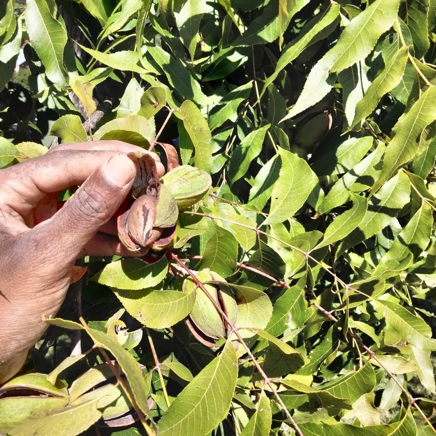 North Carolina Pecans - Buy Online | Foraged