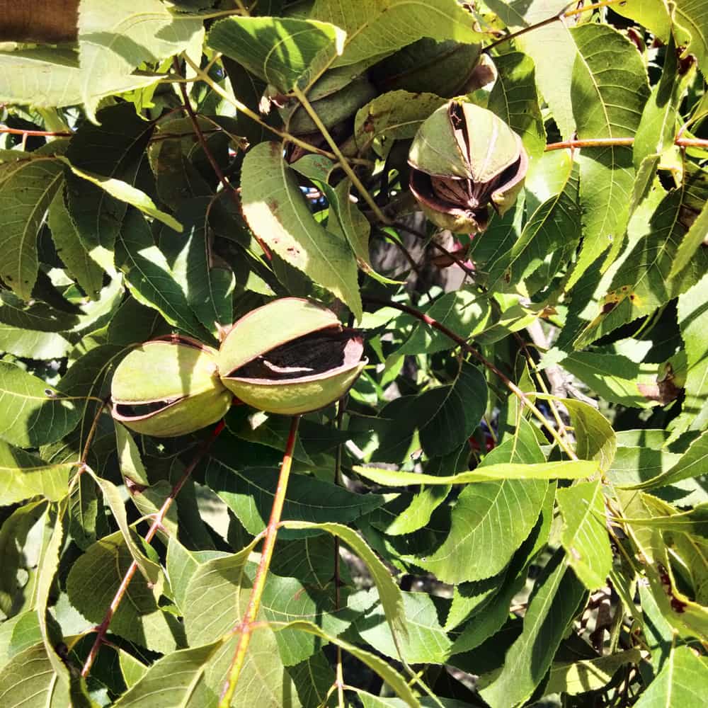 North Carolina Pecans - Buy Online | Foraged