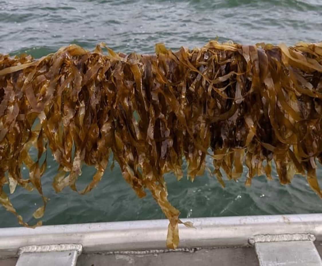 Cold water Maine farmed Sugar Kelp (Laminaria saccharina) from Spartan ...