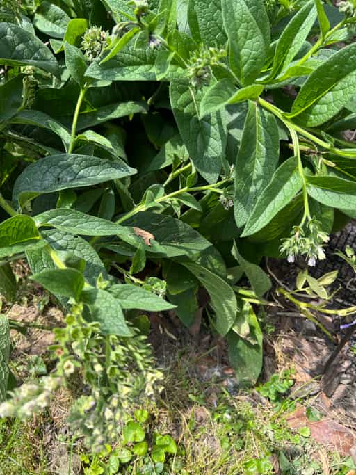 Dried Common Comfrey, organically grown, cut leaves and flowers when in ...