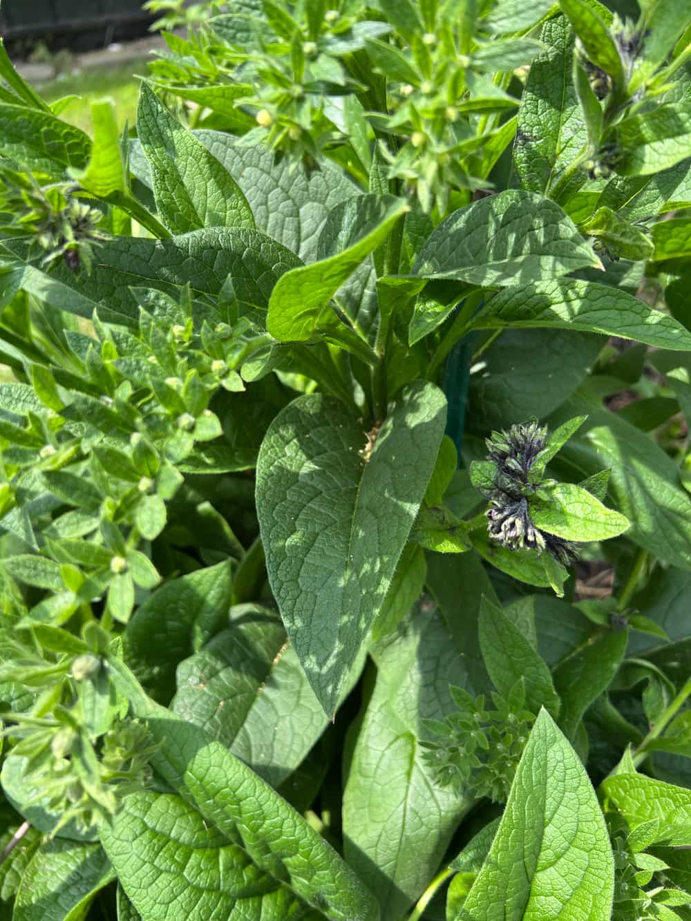 Dried Common Comfrey, organically grown, cut leaves and flowers when in ...