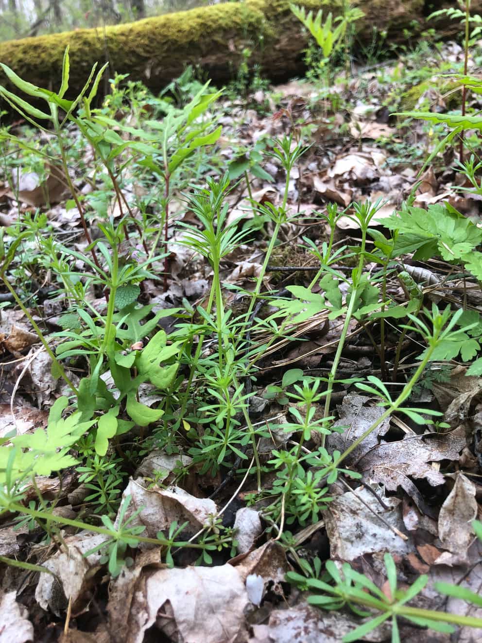 cleavers tincture - wild foraged tinctured fresh - Buy Online | Foraged