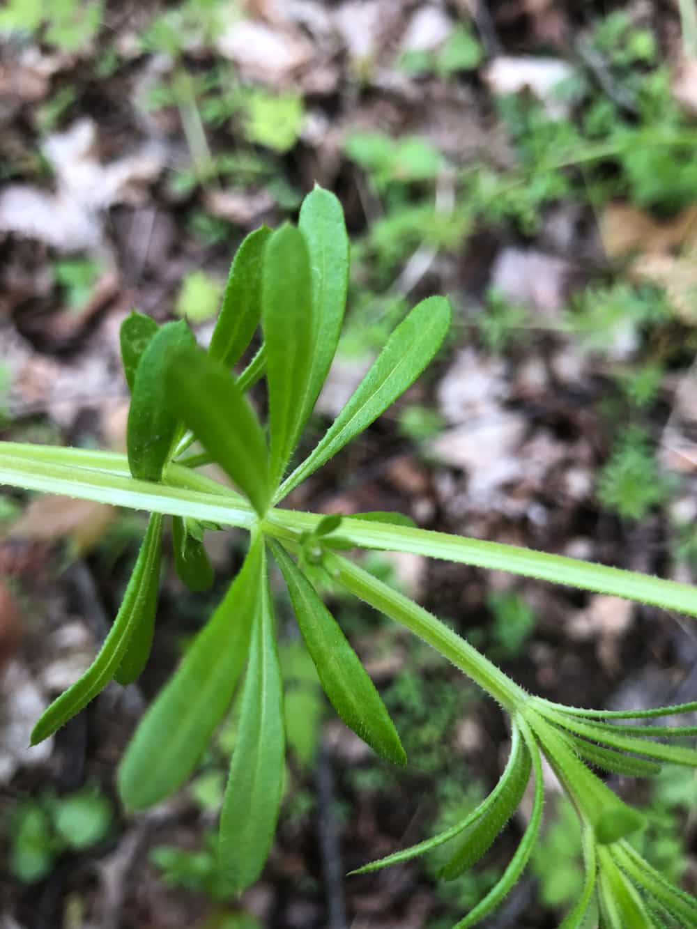 cleavers tincture - wild foraged tinctured fresh - Buy Online | Foraged