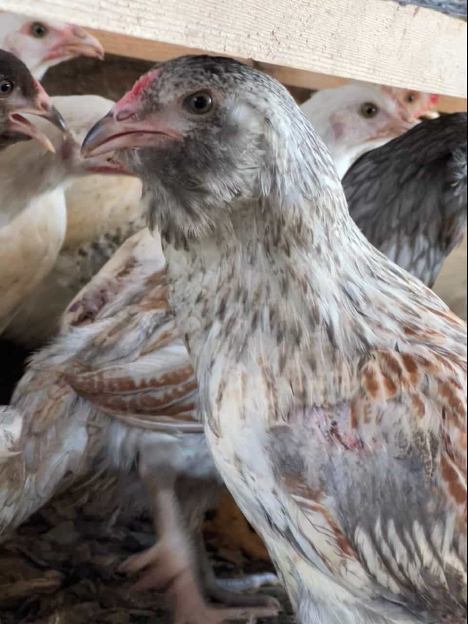 Heirloom hard chickens - Buy Online | Foraged