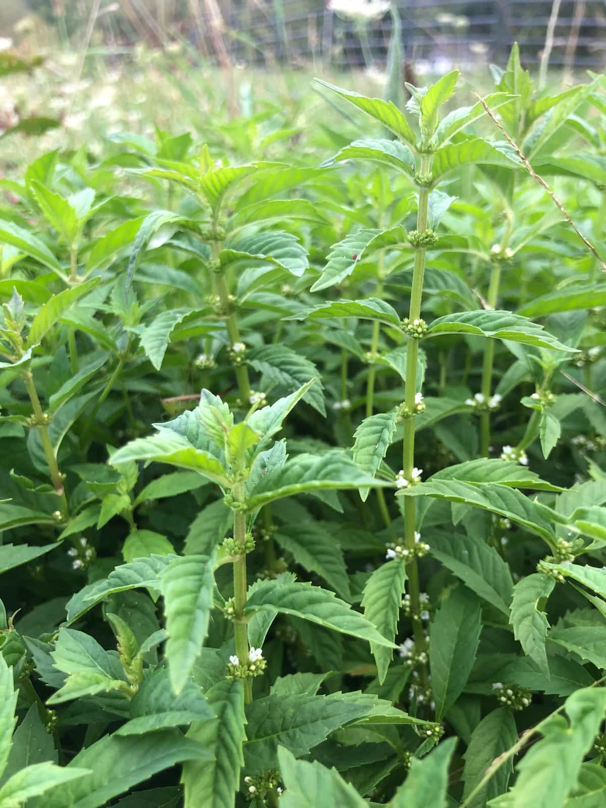 bugleweed tincture- wild foraged tinctured fresh - Buy Online | Foraged