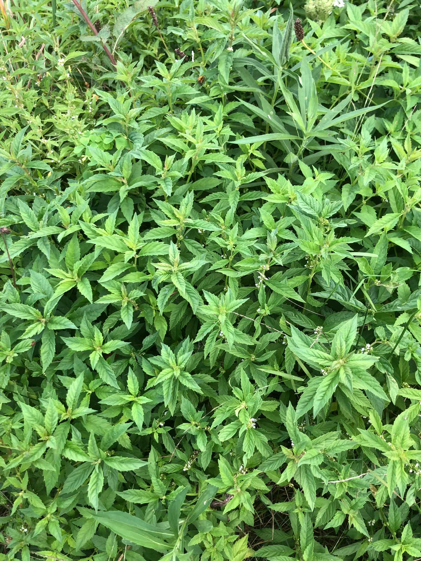 bugleweed tincture- wild foraged tinctured fresh - Buy Online | Foraged