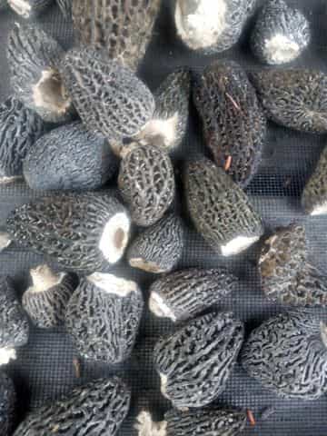 Wild Dried Alaskan Morels - Foraged