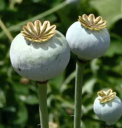 Poppy Seeds (Papaver Somniferum) *Pack containing 1000+ Seeds! - Foraged