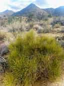 1 lb Wild Foraged Fresh Cut California Mormon Tea (Brigham, Indian Tea ...