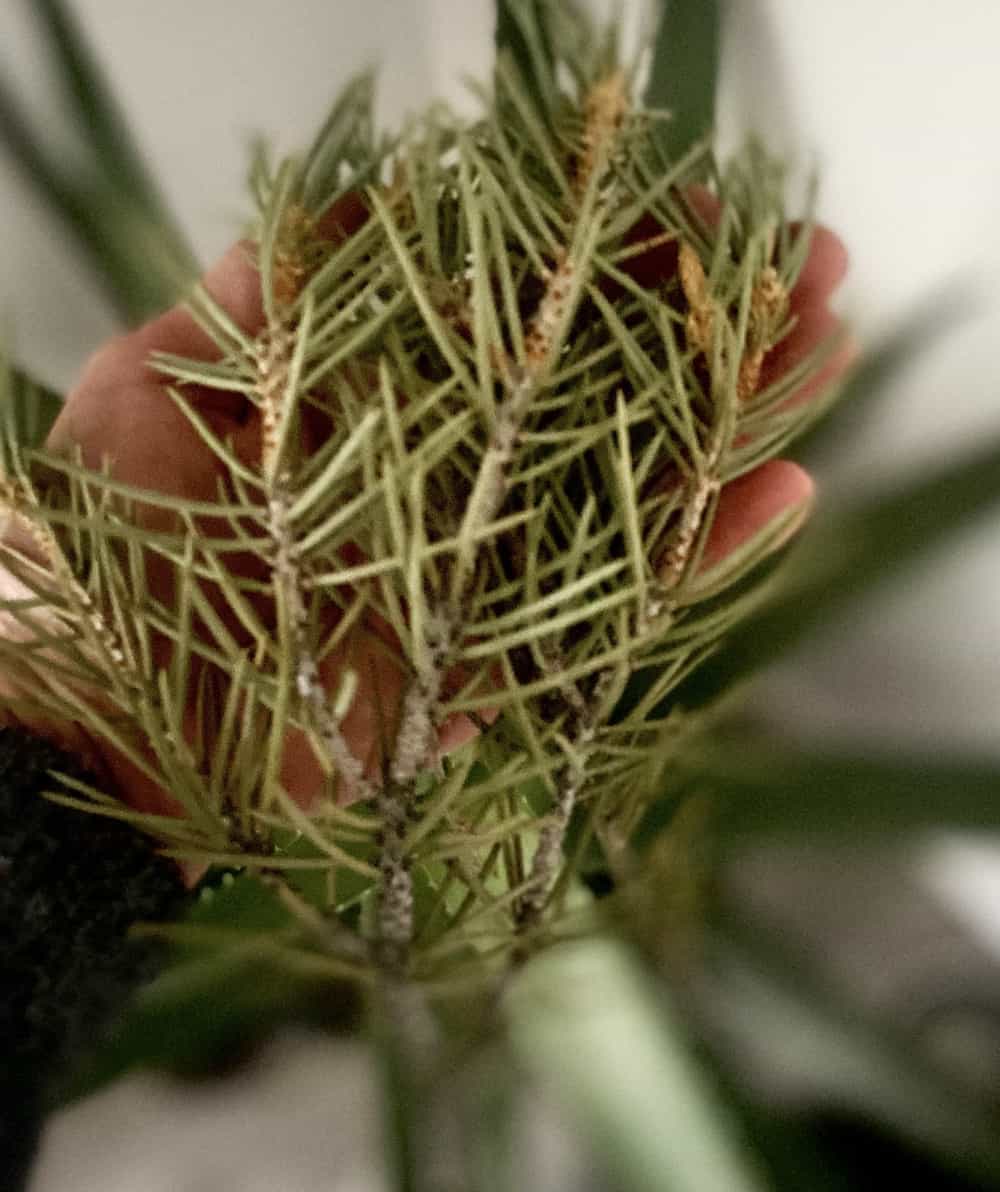 6oz Wild Foraged Singleleaf Pinyon Pine (Pinus monophylla) - Mojave ...