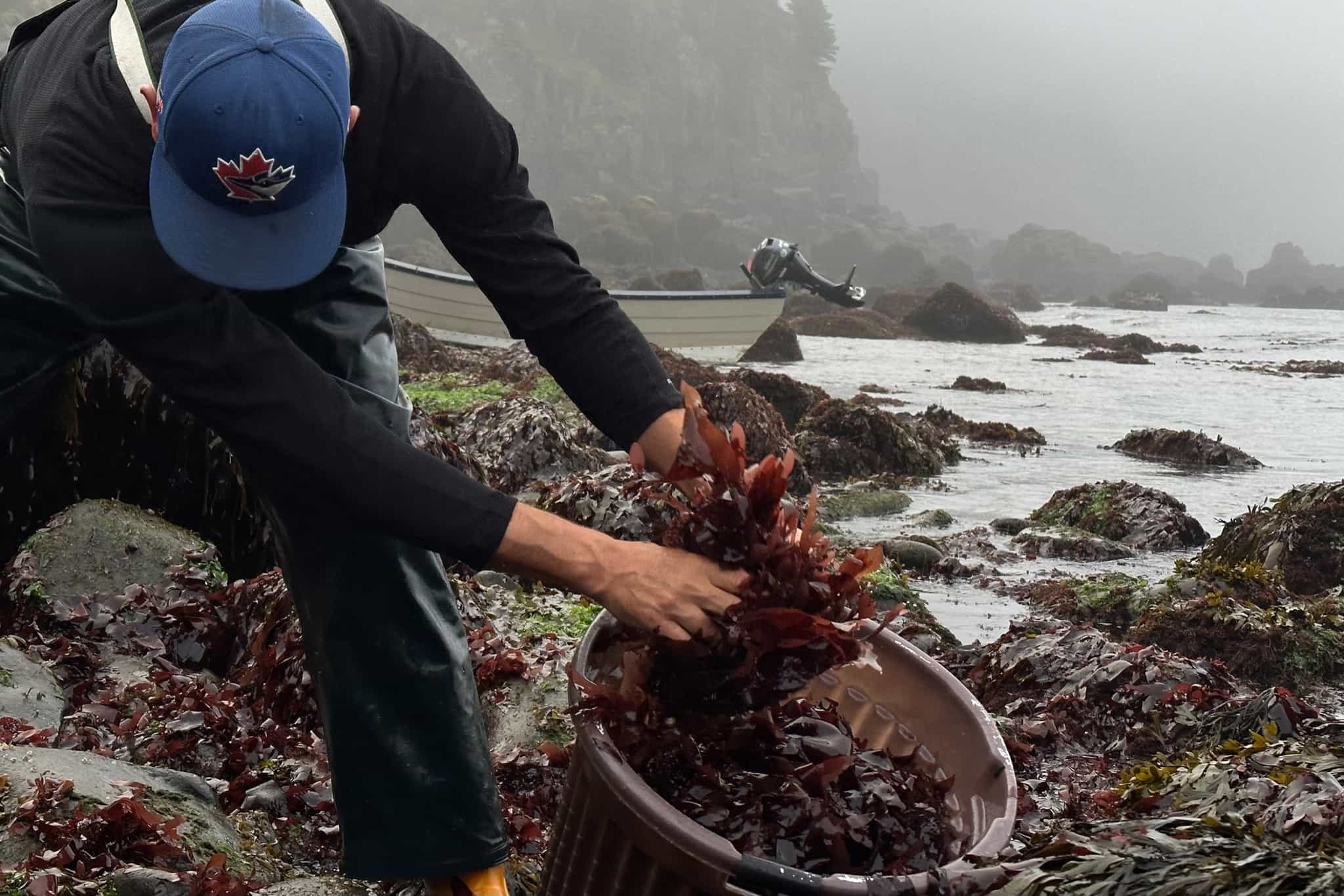 Wild Dark Harbour Dulse Flakes - Foraged