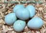 12 Celadon Quail Hatching Eggs - Blue Egg Layers! - Buy Online | Foraged
