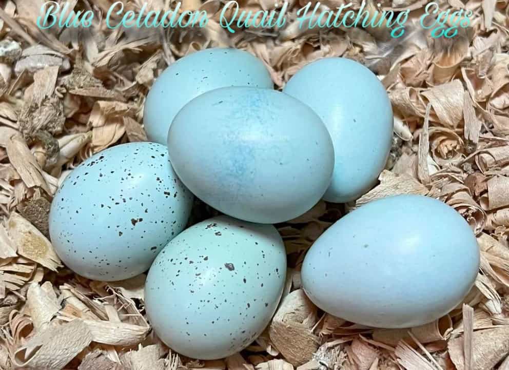 12 Celadon Quail Hatching Eggs - Blue Egg Layers! - Foraged