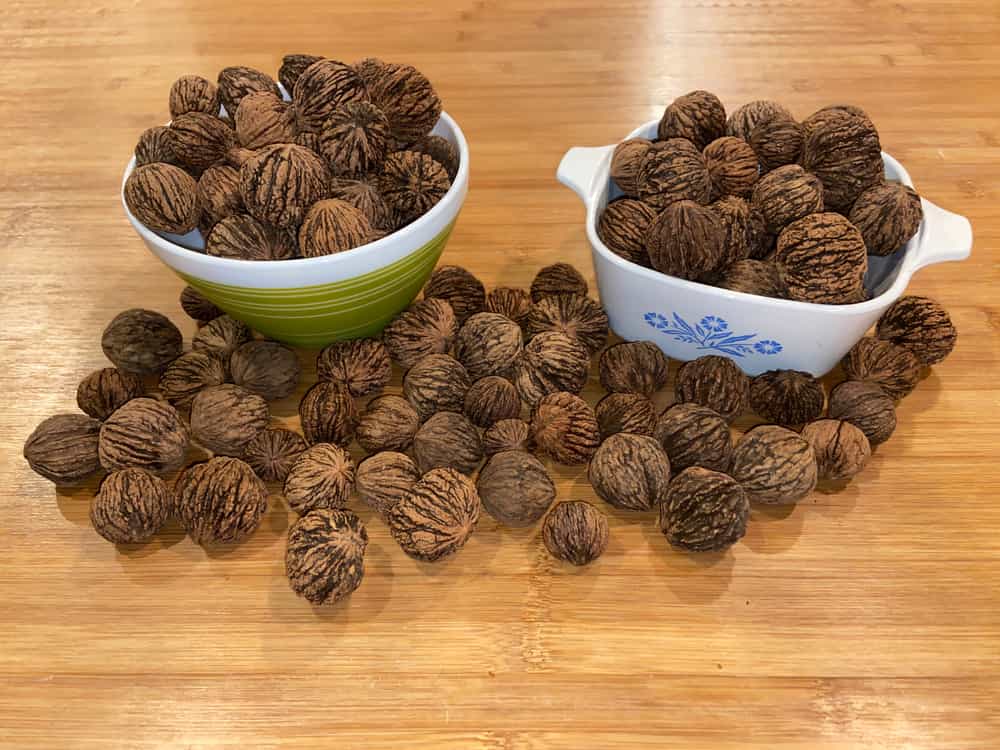 Eastern Black Walnuts in Shell - 2lb - Wild Foraged - Buy Online | Foraged