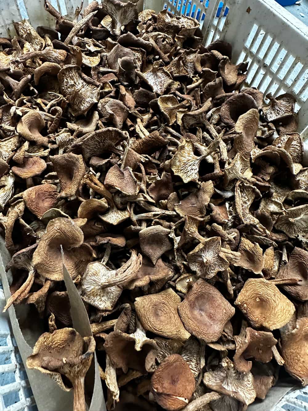 Dried Wild Candy Cap Mushrooms (1 lb) - 16 oz - Buy Online | Foraged
