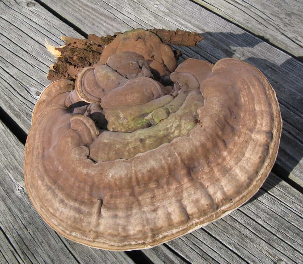 Brown Bracket - Ganoderma Applanatum Medicinal Tea Slabs - Buy Online ...