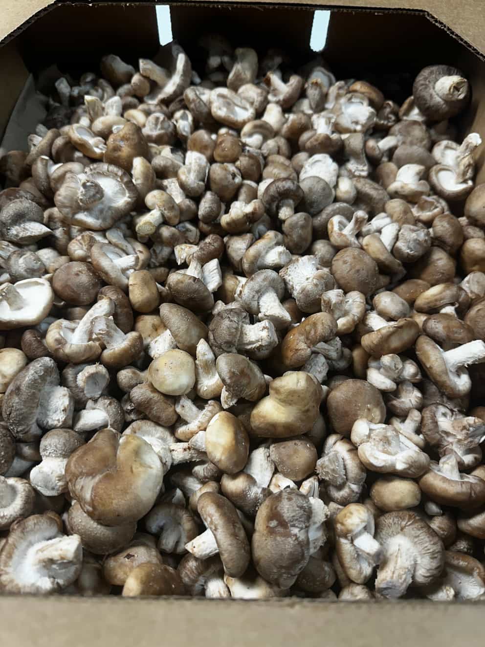 Fresh Baby Shiitake Mushrooms (1 lb) - Buy Online | Foraged