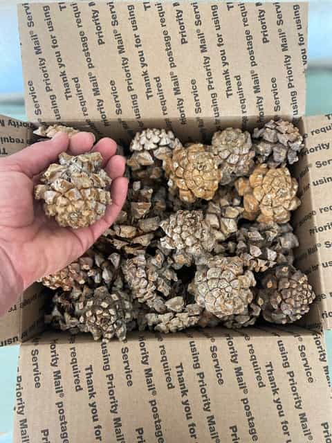 Singleleaf Pinyon Pine Cones 50 count- Foraged in the California Mojave ...