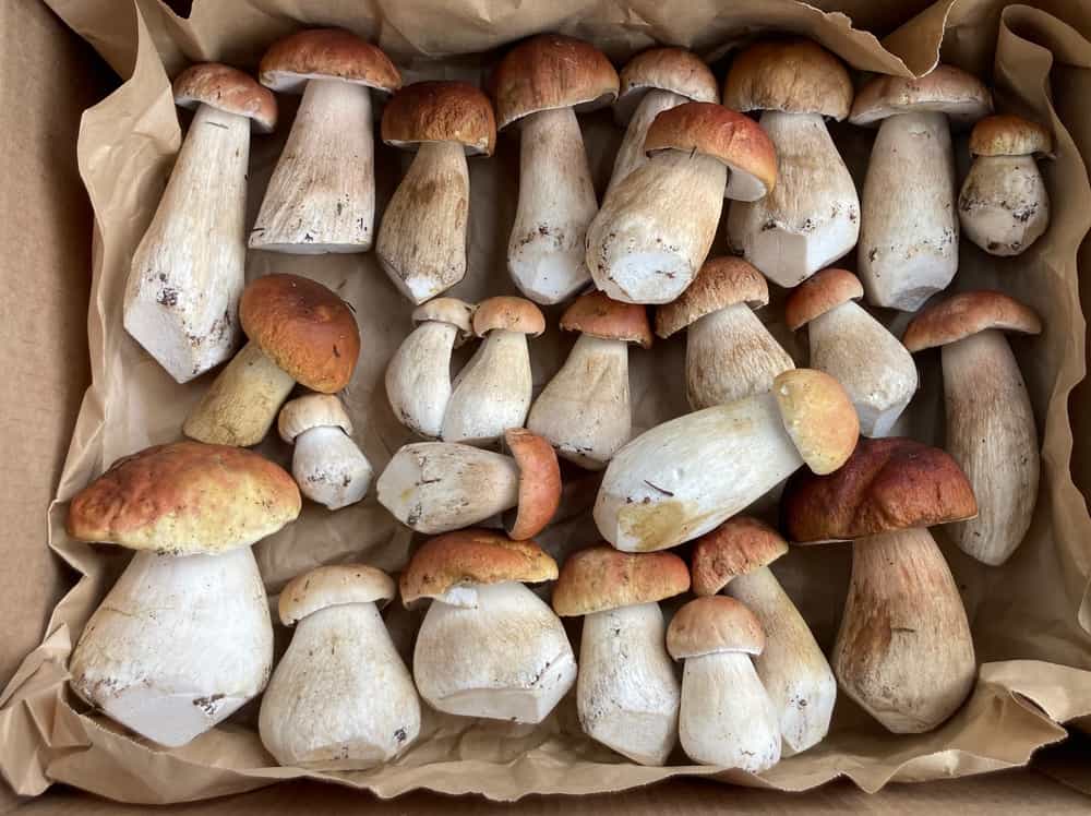 Foraged | The Marketplace for Wild & Specialty Food