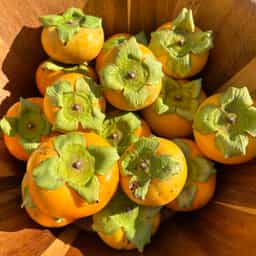 Persimmons Waitlist (Astringent Varieties)(1lb, 3lb, 5lb - Bulk ...