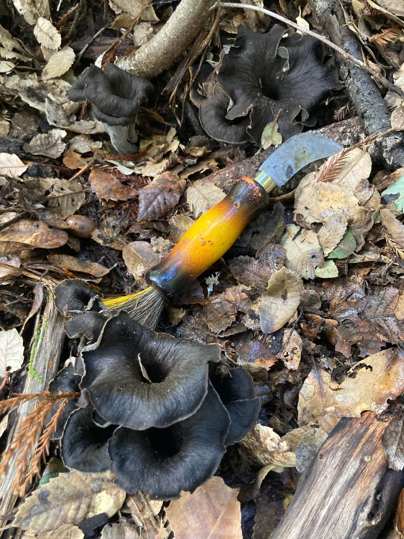 Black Trumpet (Craterellus Calicornucopioides) - Foraged