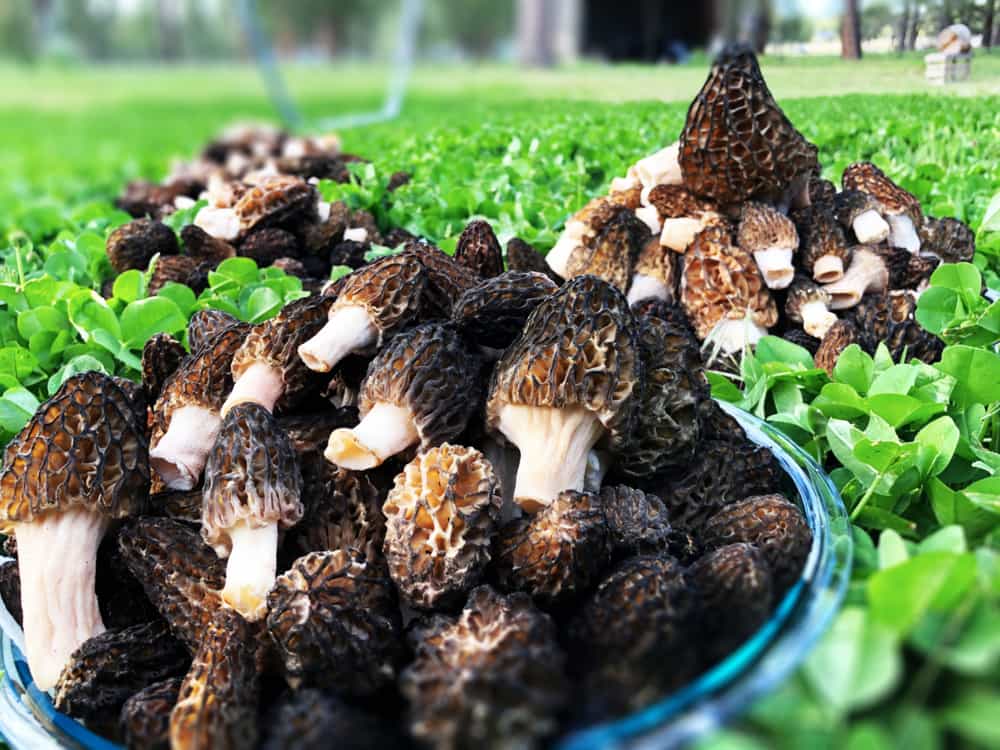 Dried Morels - Wild Oregon Harvest 2023 - Foraged