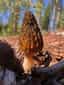 Dried Morels - Wild Oregon Harvest 2026 - Buy Online | Foraged