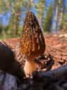 Dried Morels - Wild Oregon Harvest 2026 - Buy Online | Foraged
