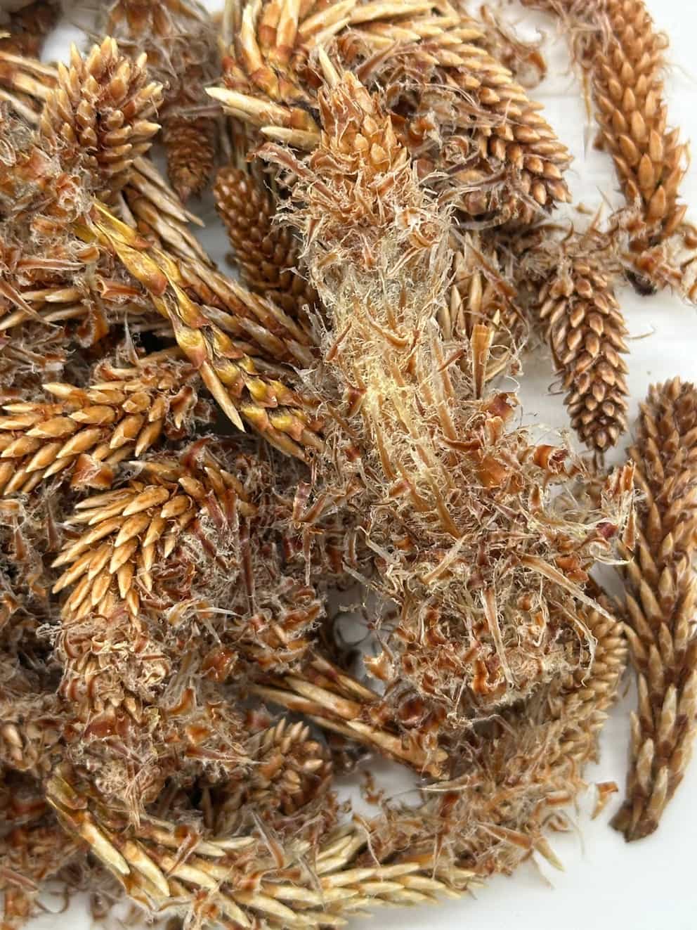 Dried Pine Buds - Buy Online | Foraged