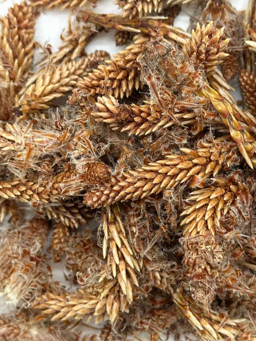 Dried Pine Buds - Buy Online | Foraged