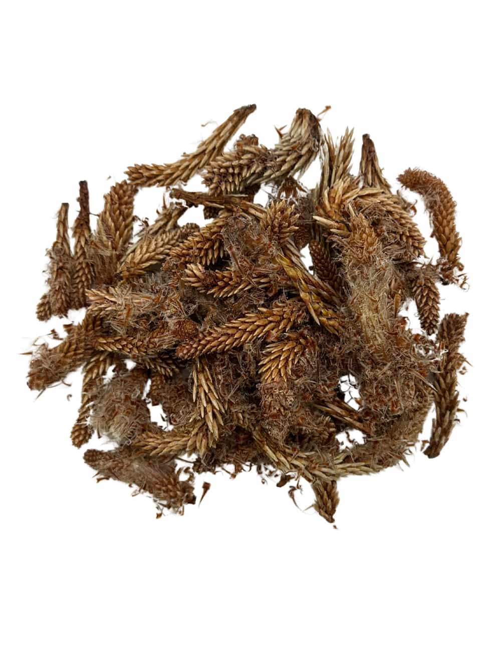 Dried Pine Buds - Buy Online | Foraged
