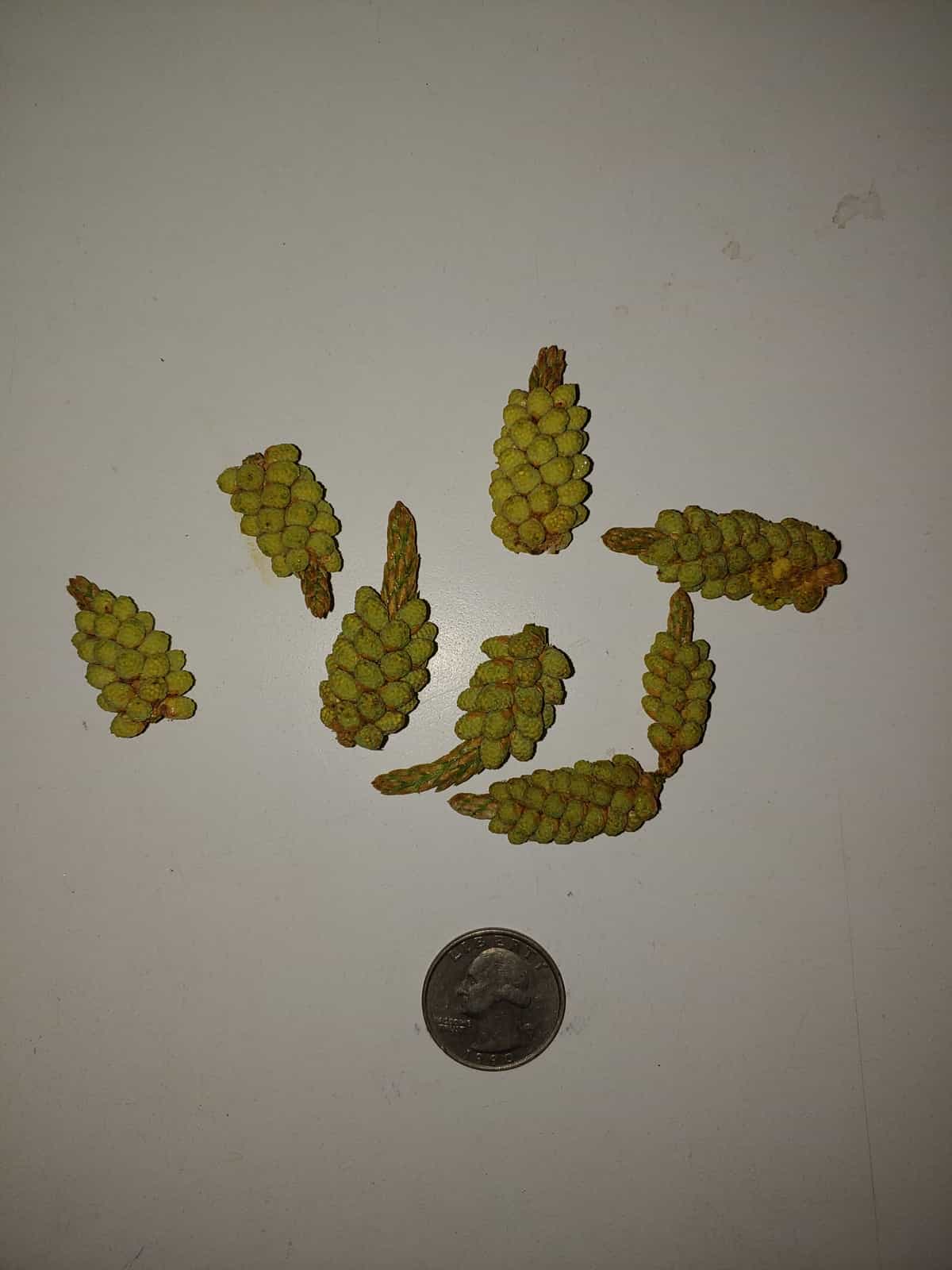 Pollen Cones - Ponderosa - Foraged