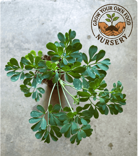 Rue, Ruta Graveolens, Ruda, Rue Herb, Herb of Grace Live Plant - Buy ...