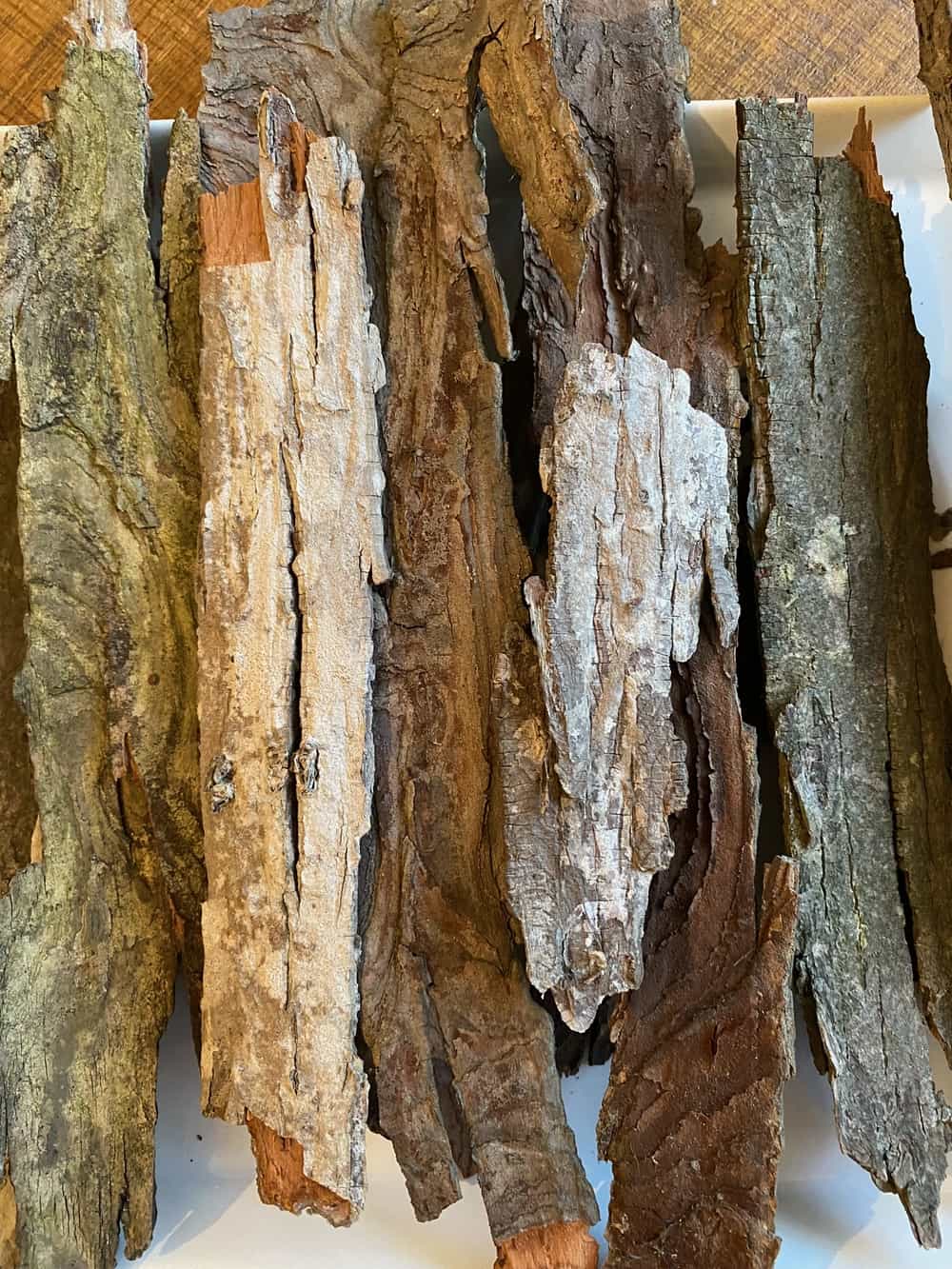 Shagbark Hickory Bark - Buy Online | Foraged