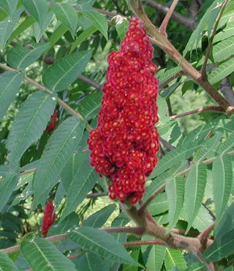 Staghorn Sumac Seeds (Rhus typhina) - Buy Online | Foraged
