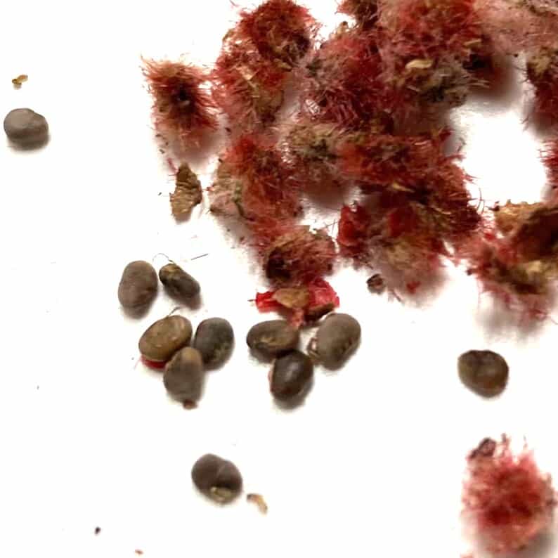 Staghorn Sumac Seeds (Rhus typhina) - Buy Online | Foraged