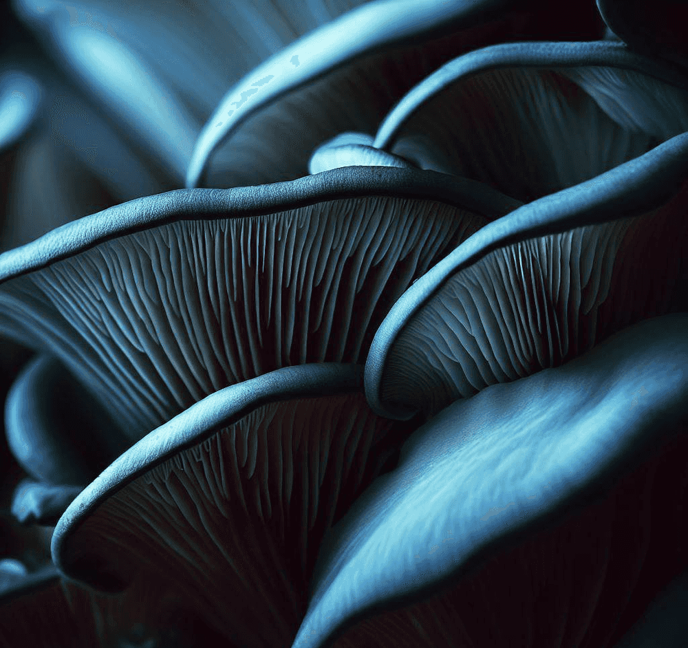 Blue Oyster (Pleurotus Ostreatus Columbinus) Mushroom 3-lbs Grain Spawn ...