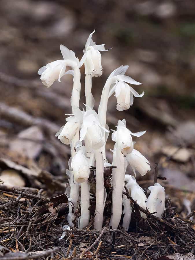 Blackberry Ghost Pipe Tincture for Anxiety - Buy Online | Foraged