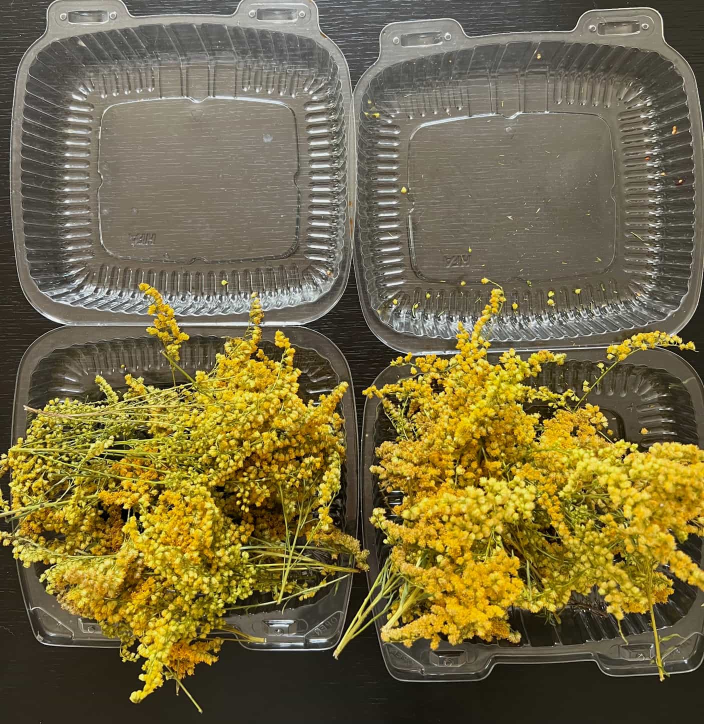 Goldenrod, Wild Dried Flowers - Foraged