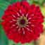 Bernary's Giant Scarlet Red Zinnia Bouquet Flower Premium Seed Packet ...