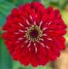 Bernary's Giant Scarlet Red Zinnia Bouquet Flower Premium Seed Packet ...