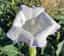 Toloache Datura Wrightii Sacred Moonflower Moon Lily Angel's Trumpet ...