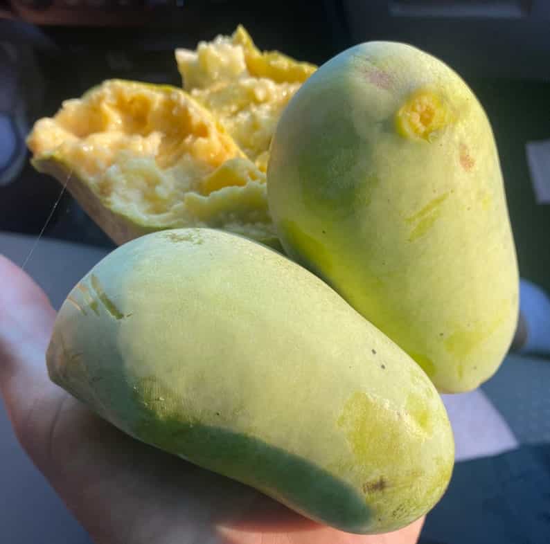 Paw Paw Pawpaw "Tammy" Asimina triloba Ozark Banana Premium Seed Packet ...