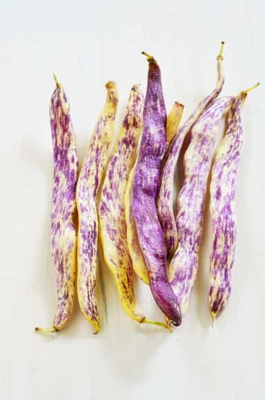 Dragons Tongue Dutch Heirloom Bush Bean Premium Seed Packet - Buy ...