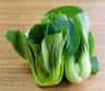Toy Choy Baby Pak Choy Stir Fry Heirloom Premium Seed Packet Bok Choi ...