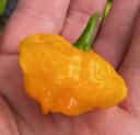 Scotch Brains Pepper Premium Seed Packet Yellow Bonnet - Foraged