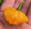 Scotch Brains Pepper Premium Seed Packet Yellow Bonnet - Foraged